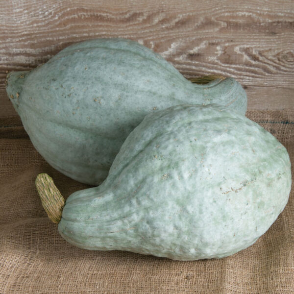Blue Hubbard Winter Squash Heirloom Seed (Cucurbita spp.) - Todd's Seeds